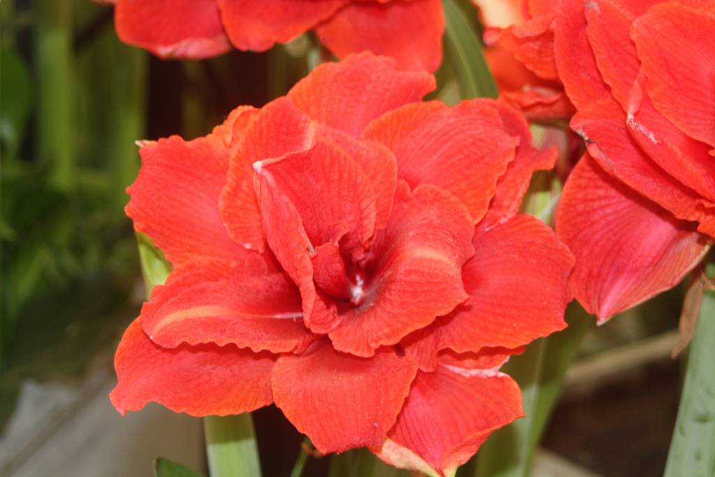 Cherry Nymph - WS Warmenhoven